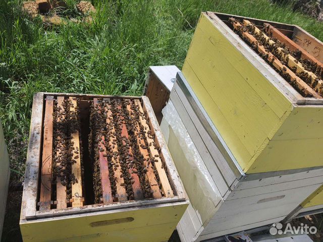 Продам пчелосемьи