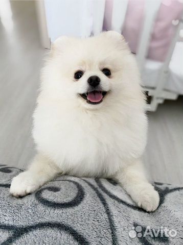 Померанский мини шпиц вязка мальчик