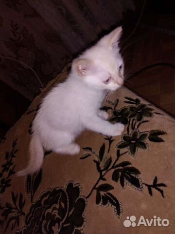 Котенок мальчик