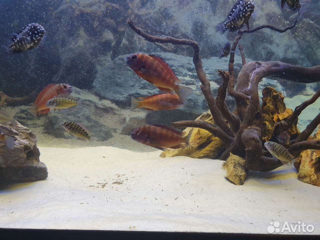 Трофеусы ндоле ред