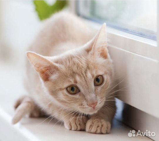 Рыже-палевый красивый котенок 3,5 месяца в дар