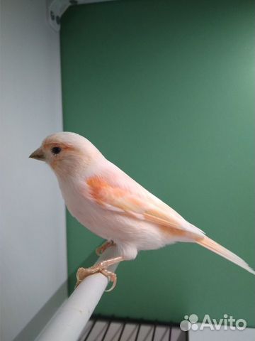 Канарейка красный мозаик