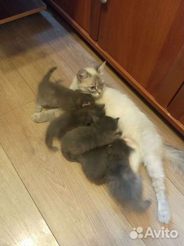 Котята