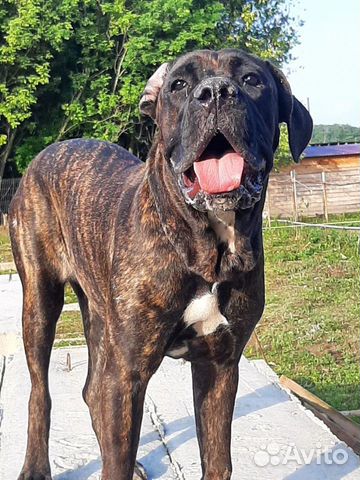 Корсо ищет дом