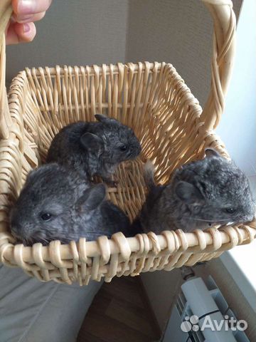 Шиншиллята