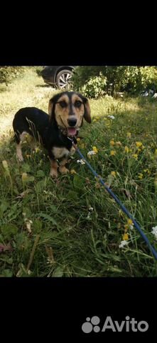 Маленькая собачка Груня ищет дом