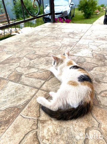 Котята