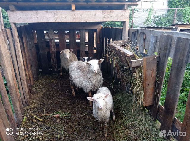 Домашние животные