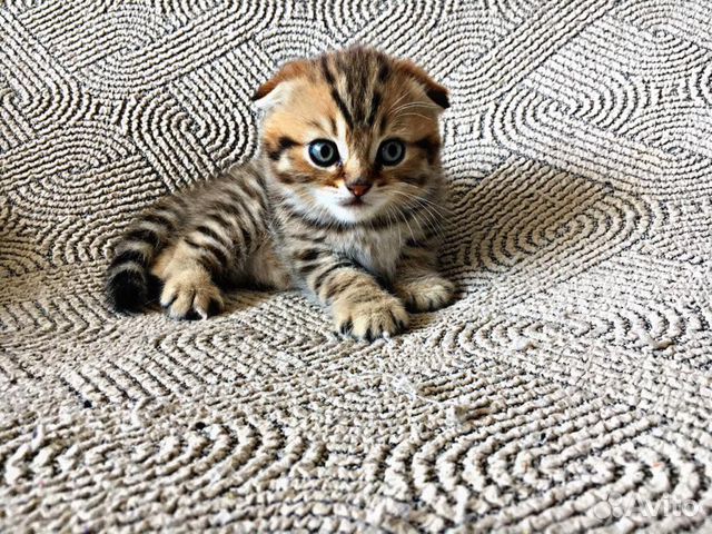 Шотланский котенок Scottish Fold