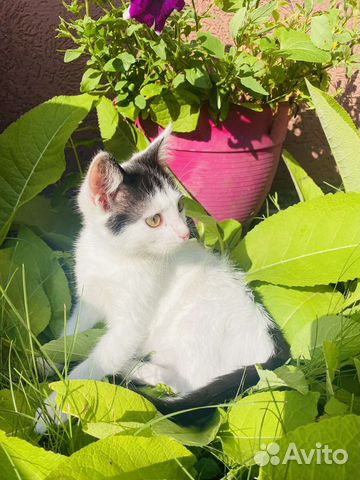 Котенок в добрые руки