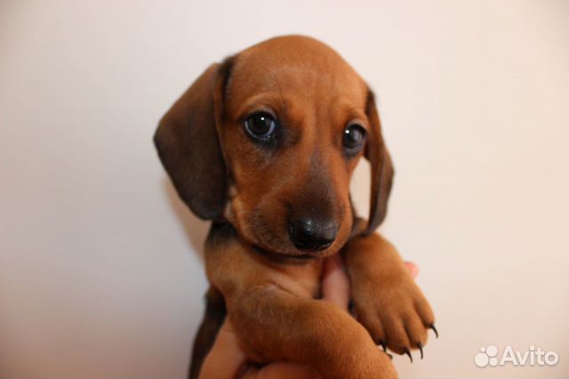 Щенки таксы