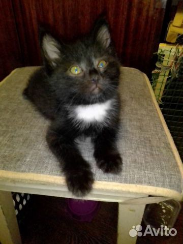 Котик 1,5 мес