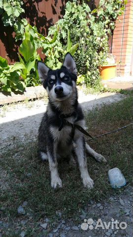 Найдена собака хаски (девочка)