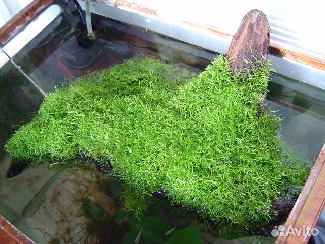 Коряга плавающая со мхом, плот для черепах