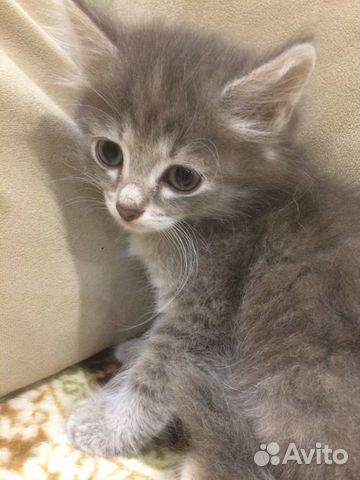 Девочка Кнопочка в добрые руки