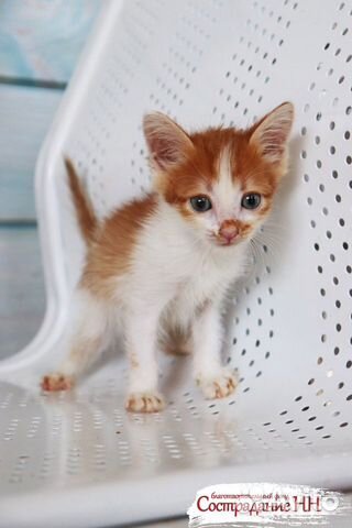 Рыжие котята в добрые руки