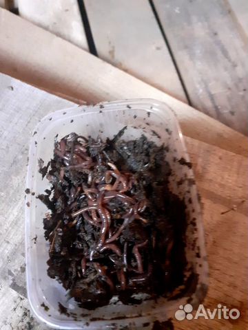 Продам червей калифорнийских