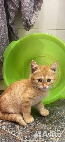 Котенок