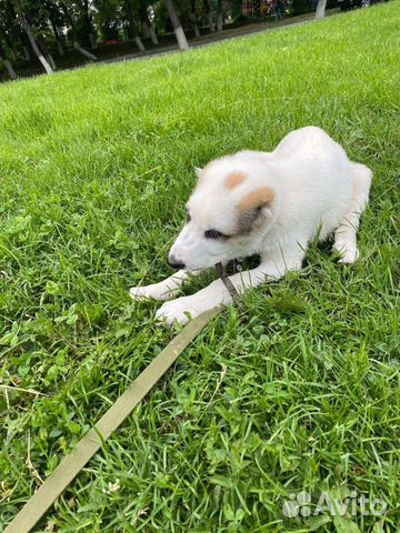 Щенки сао алабай