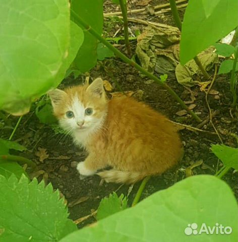 Ищет дом маленький рыжик