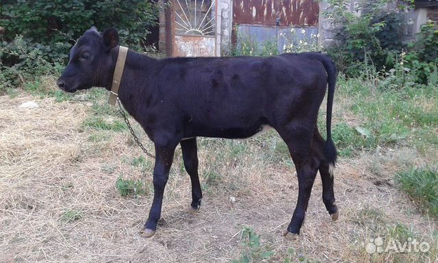 Телочка комолая