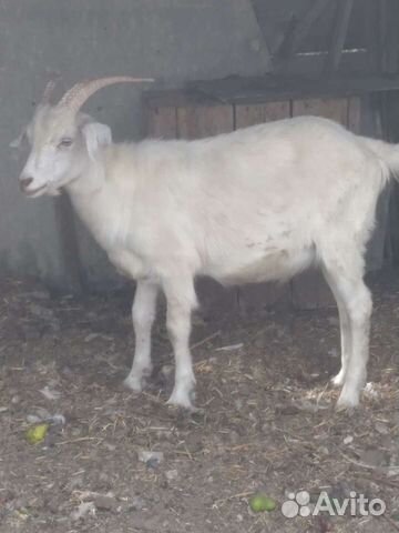 Козлик молодой