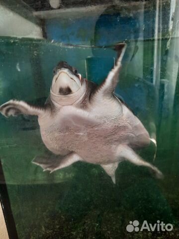 Свинорылая черепаха