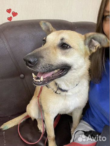 Собака страдает в приюте. Срочное пристройство