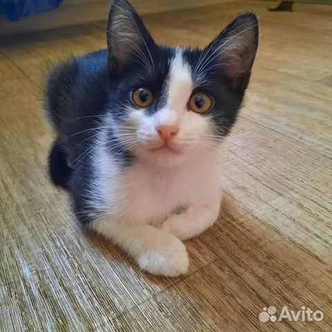 Котёнок на радость