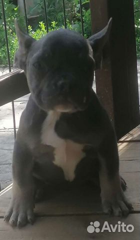 Голубо-подпалые шенки