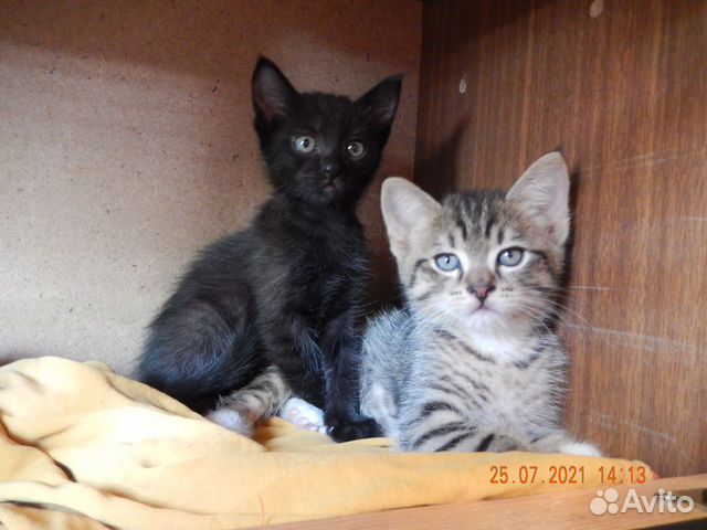 Котята в добрые руки