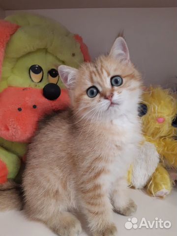 Котята британской шиншиллы