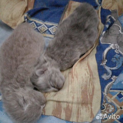 Котята медвежата