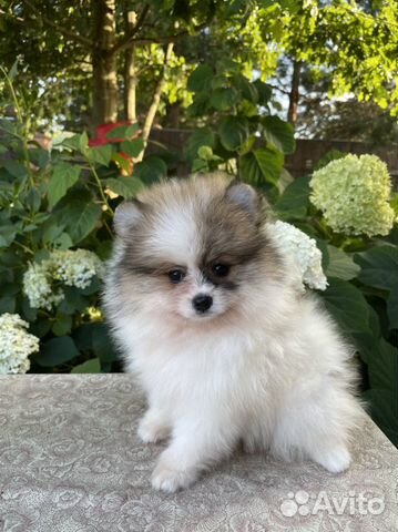 Веселые патики