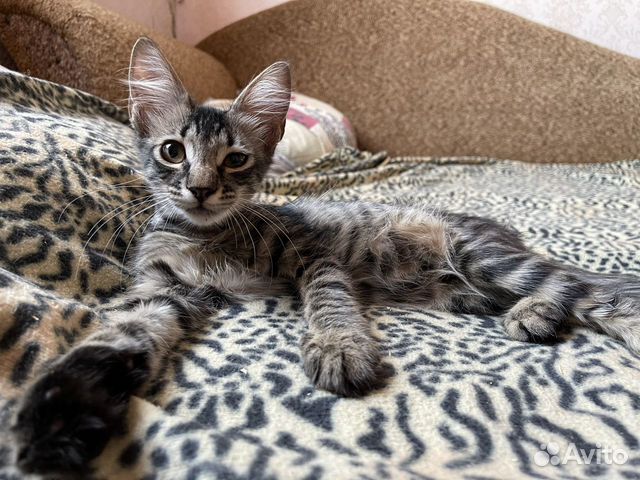 Мистер Тигра