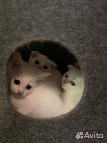 Белые вислоухие шотландцы