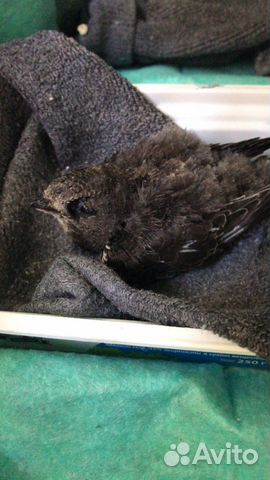 Стриж, в добрые руки