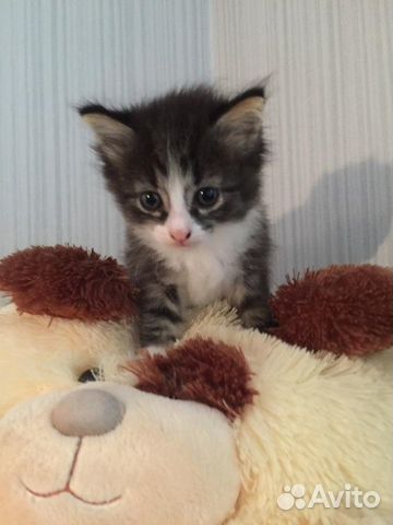 Красавица котенок