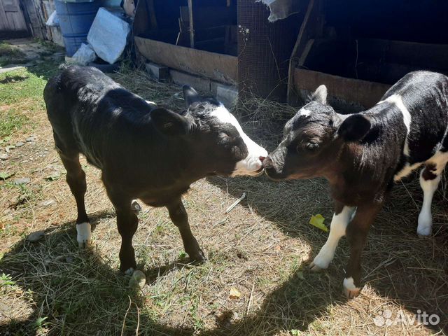 Быки и телки