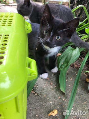 Котенок Маркиза ждет родителей