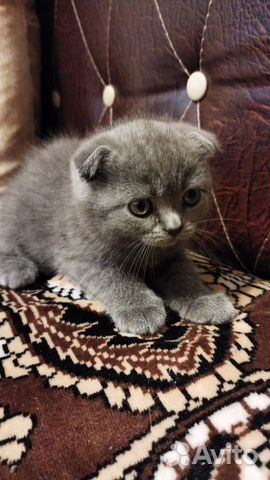 Шотландские котята вислоухие