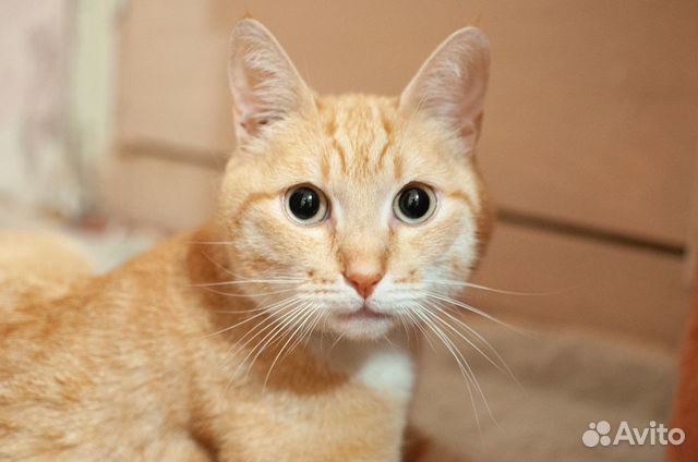 Рыжий котик Пончик