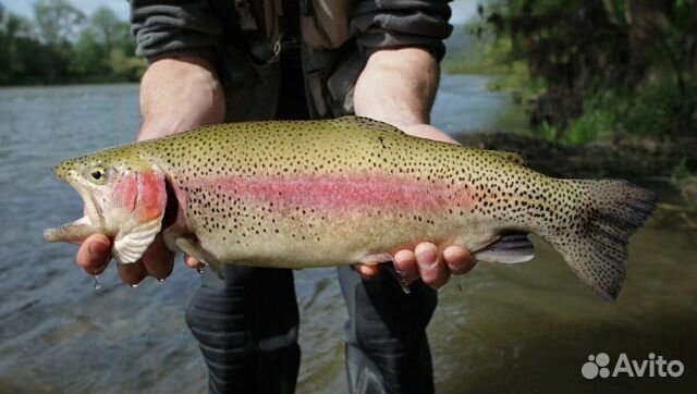 Продаю живую форель в Ставропольском крае