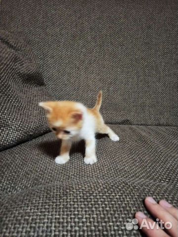 Кошки в добрые руки бесплатно