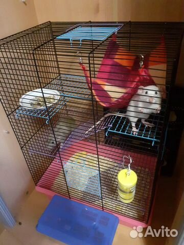 Крысы дамбо