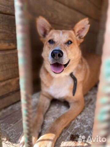 Последний шанс для Ванечки