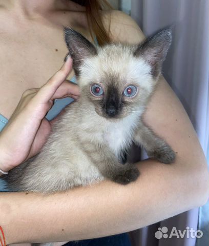 Тайские котята