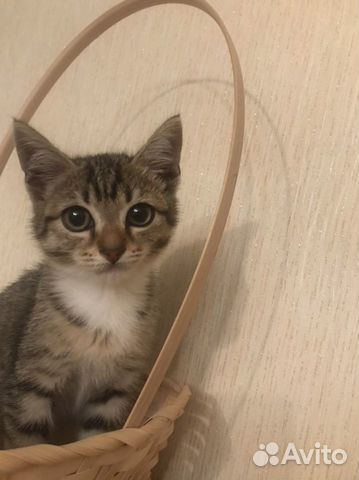 Кошечка