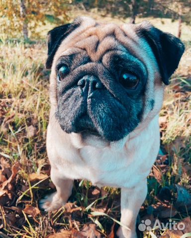 Мопс в хорошие руки