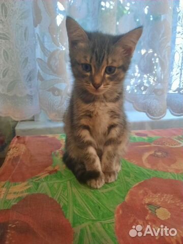 Кошка в дар